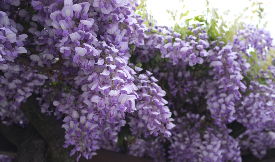 Spring Sights in Matsumoto (Life After the Cherry Blossoms) | Visit ...